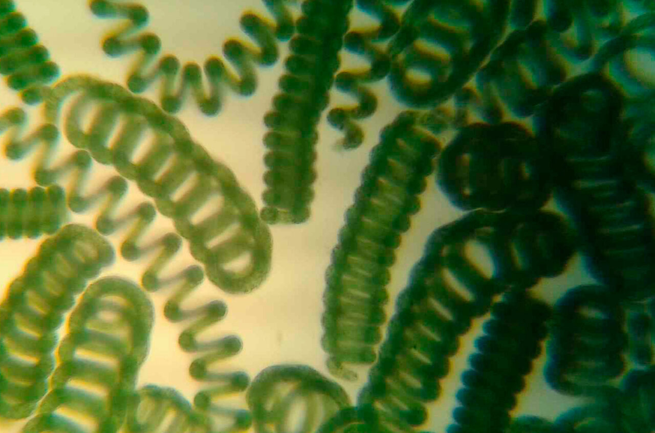 Qué es la espirulina - Microalgae