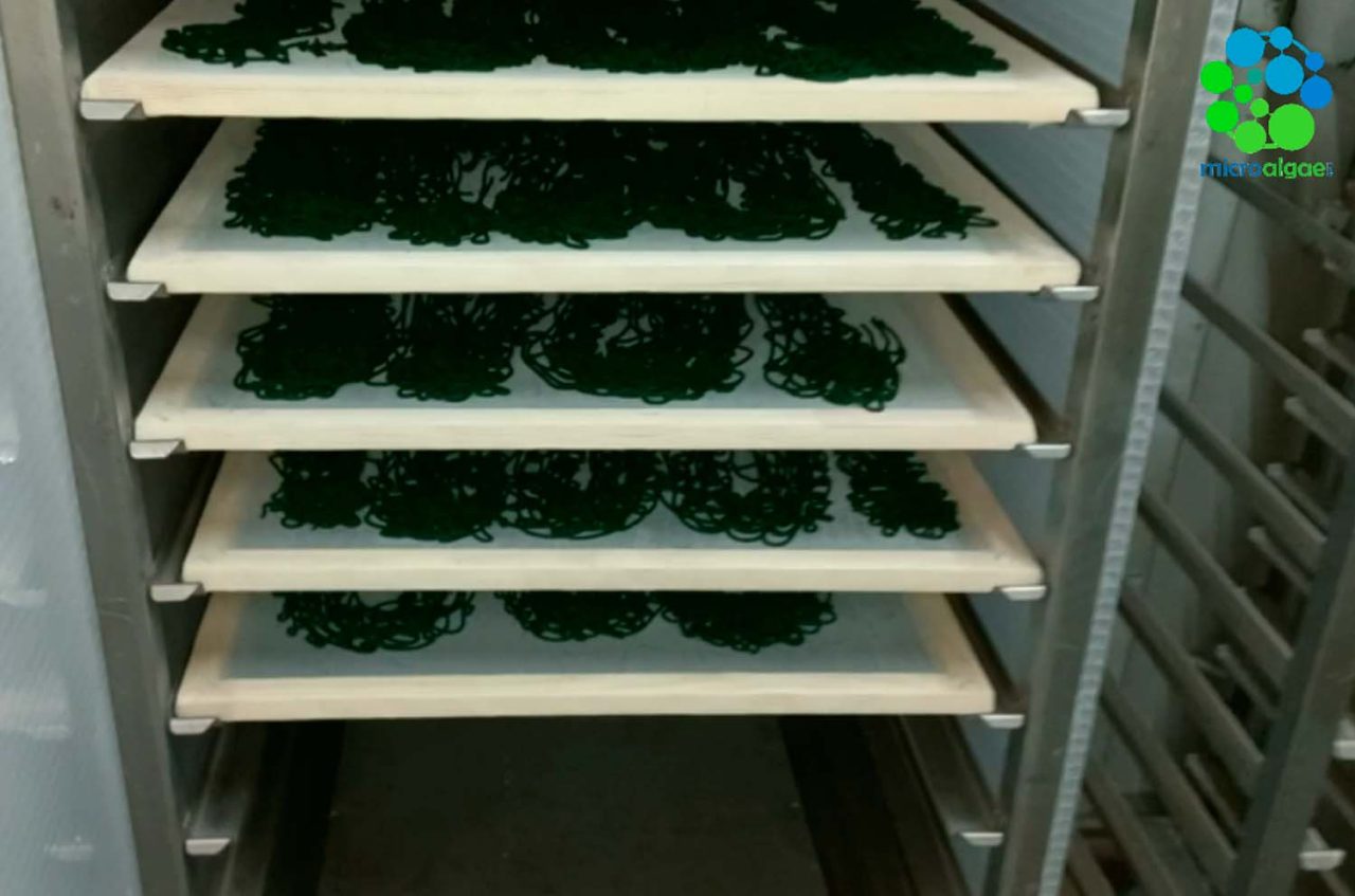 Cultivamos espirulina - Microalgae